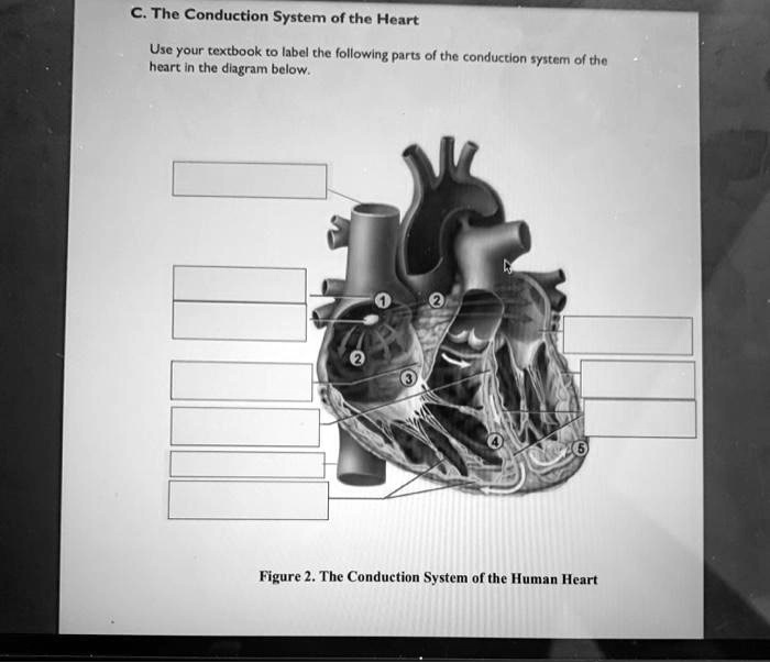 C. The Conduction System of the Heart Use your textbook to label the ...