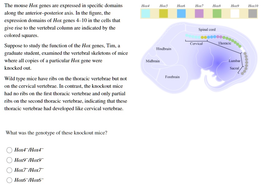 The mouse Hox genes are expressed in specific domains along...