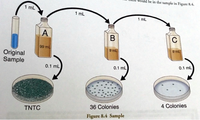 SOLVED: ample in Figure 8.4, mL ML mL A 99 mL G mL Original Sample 0.1 mL 0.1 mL 0.1 mL TNTC 36 ...