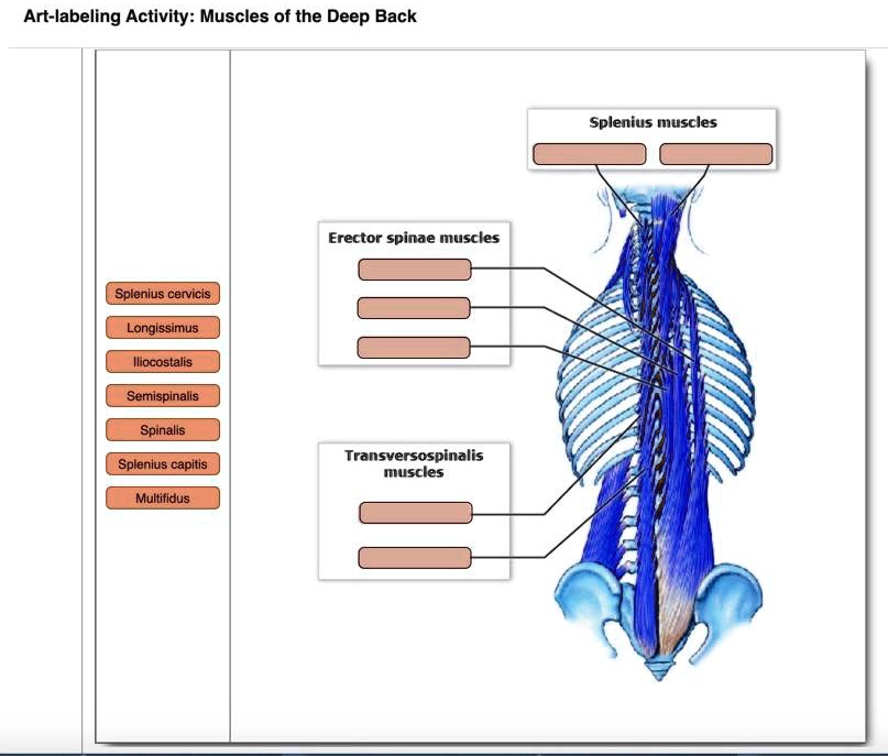 SOLVED: Art-labeling Activity: Muscles of the Deep Back Splenius ... SOLVED: Art-labeling Activity: Muscles of the Deep Back Splenius ...