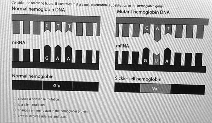 SOLVED: Normal hemoglobin DNA Mutant hemoglobin DNA mRNA mRNA Normal ...