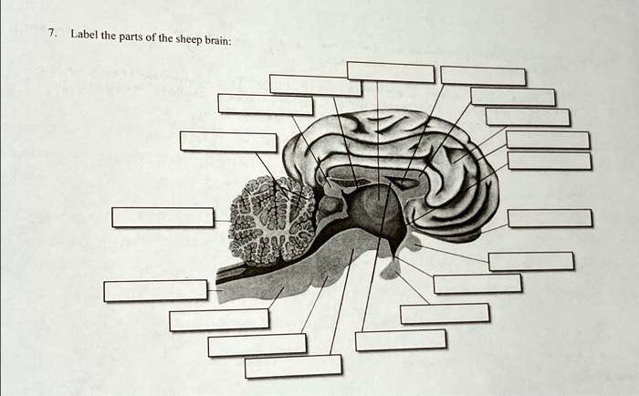 SOLVED: 7.Label the parts of the sheep brain