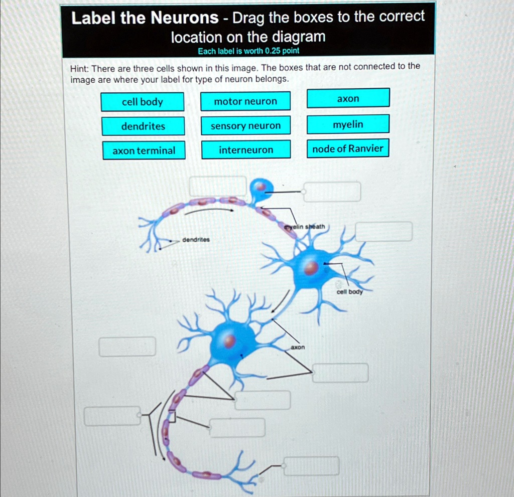 Label the Neurons - Drag the boxes to the correct location on the ...