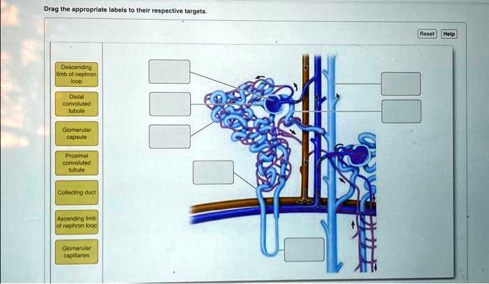 SOLVED: [Help] Descending limb of nephron loop Distal convoluted tubule ...