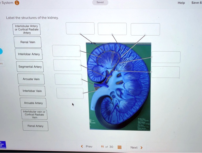 Label the structures of the kidney. Interlobular Artery or Cortical ...