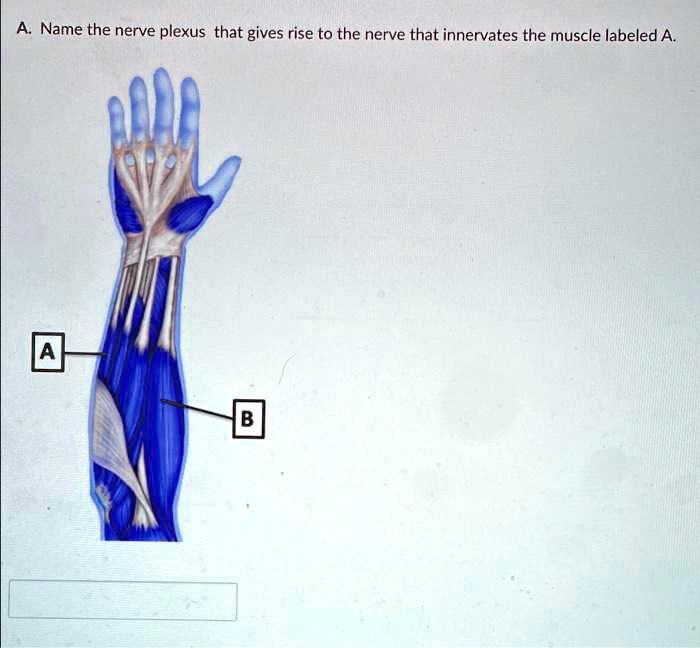 a name the nerve plexus that gives rise to the nerve that innervates ...