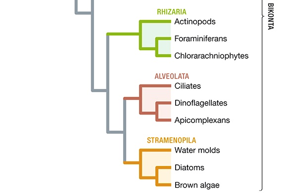SOLVED: RHIZARIA Actinopods ] Foraminiferans Chlorarachniophytes ...