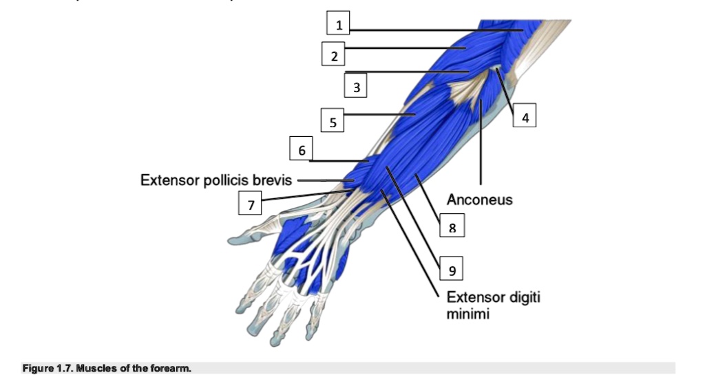 SOLVED: Please help me label the structures of the forearm, thank you ...