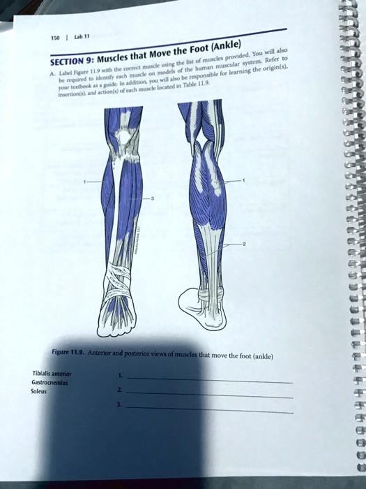 Insertion and Actions of Muscles Located in Table 11.9 Figure 11.9 ...