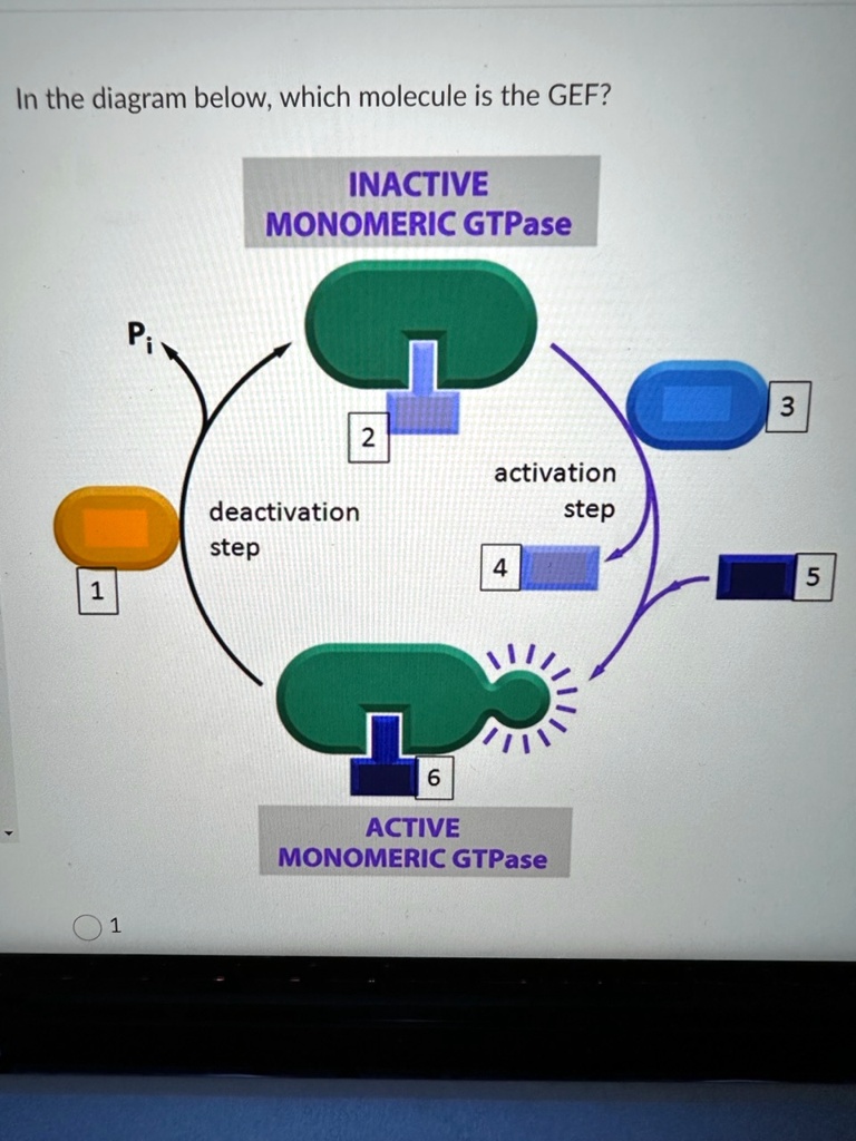 In the diagram below, which molecule is the GEF? INACTIVE MONOMERIC ...