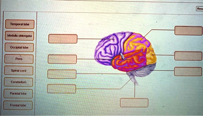 drag the appropriate labels to their respective targets res temporal lobe medulla oblongata ...