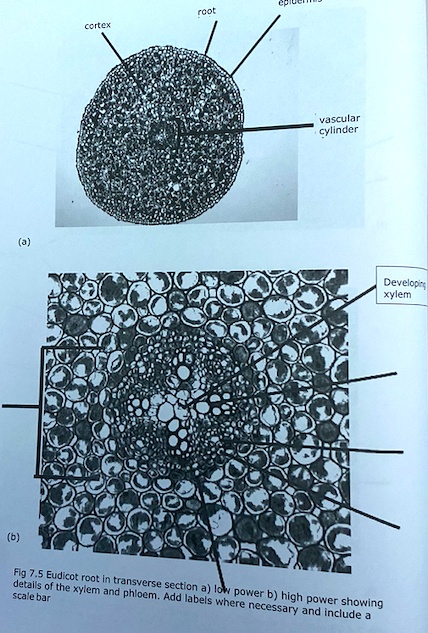PLANT STRUCTURE: STEMS AND ROOTS ROOT ANATOMY: