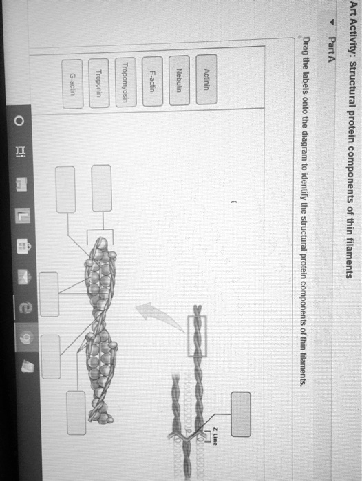 SOLVED: Troponin, Tropomyosin, F-actin, Nebulin, Actinin, Part A, G ...