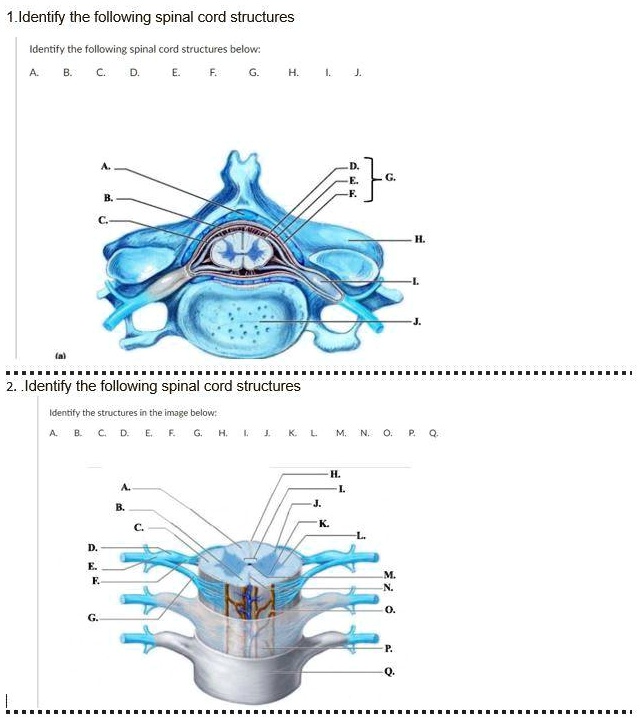 VIDEO solution: Identify the following spinal cord structures below: A. B. C. D. E. F. G. H. I ...