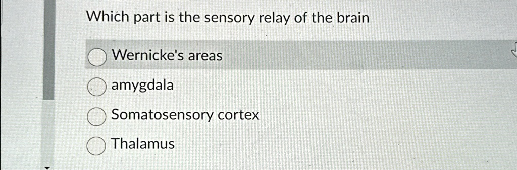 which part is the sensory relay of the brain wernickes areas amygdala ...
