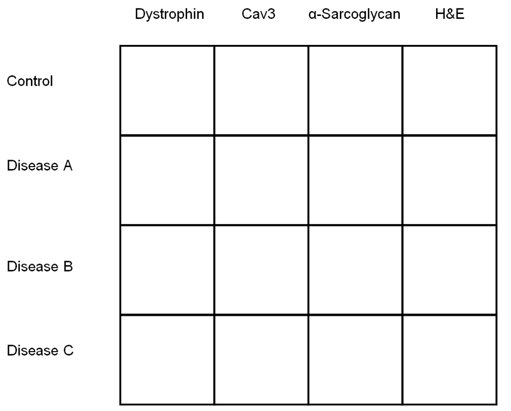 SOLVED: In the chart below, draw what the immunofluorescence assays ...