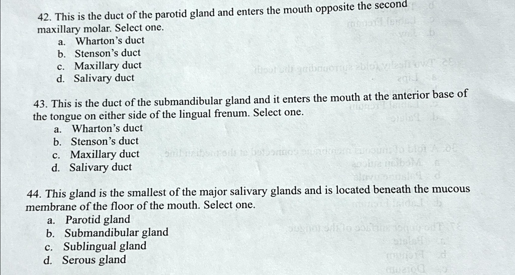 42. This is the duct of the parotid gland and enters the mouth opposite ...