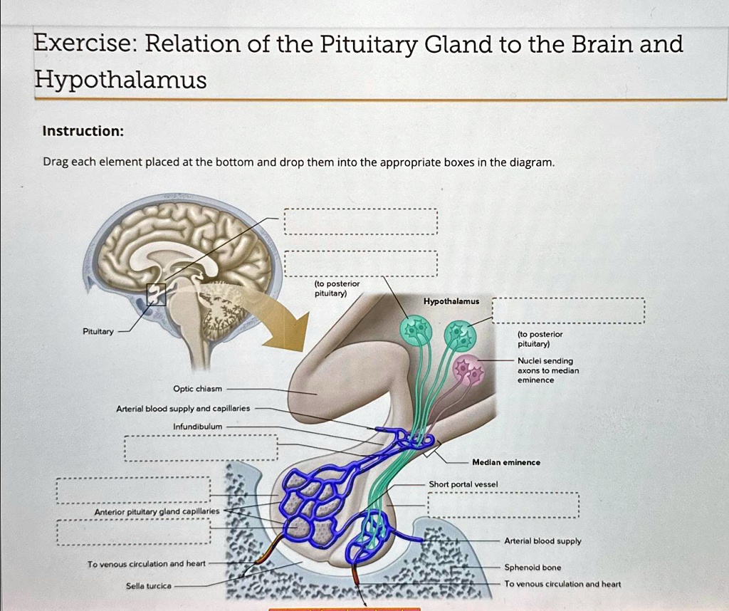 exercise relation of the pituitary gland to the brain and hypothalamus instruction drag each ...
