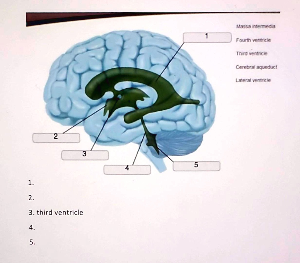 SOLVED: Texts: Massa intermedia Fourth ventricle Third ventricle ...