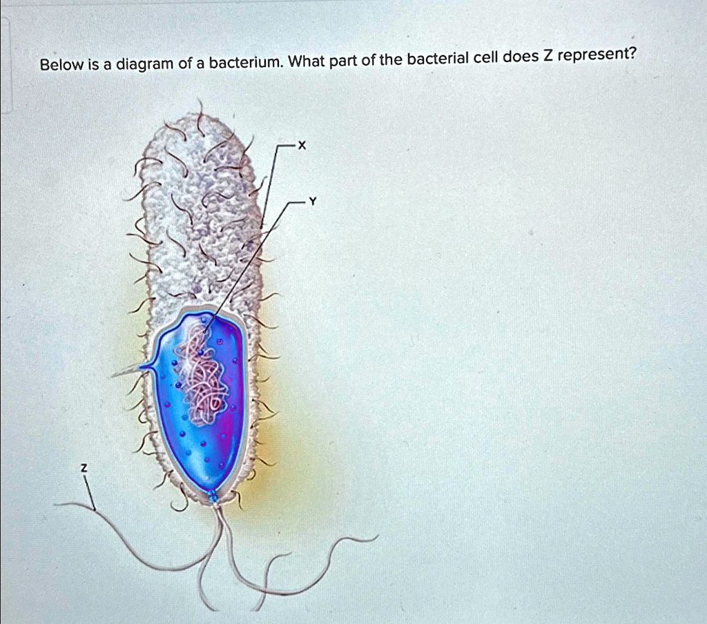 Below is a diagram of a bacterium. What part of the bacterial cell does ...