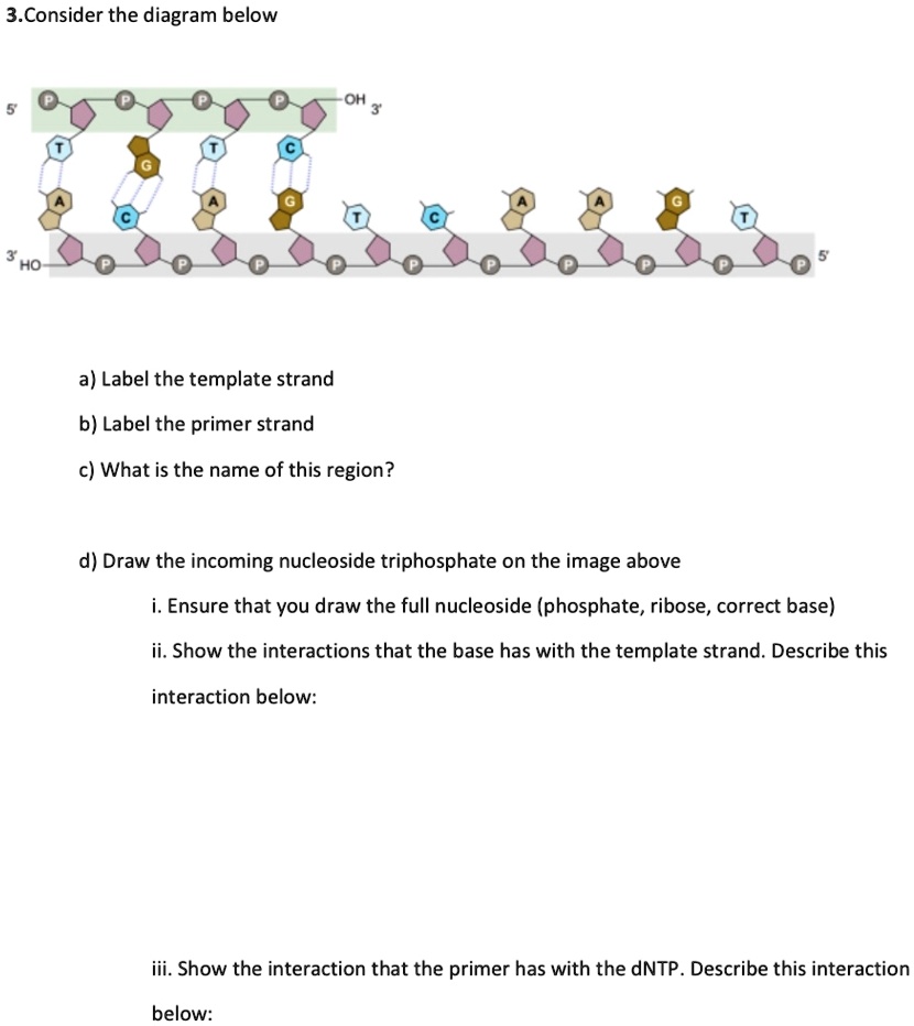 3.Consider the diagram below 5' P P P P P OH 3' T T C G A A G A A G C T ...