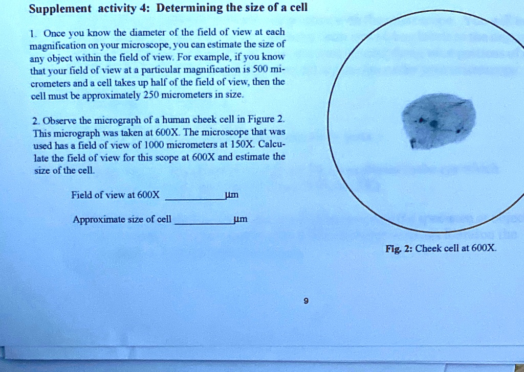 Supplement activity 4: Determining the size of a cell 1. Once you know ...