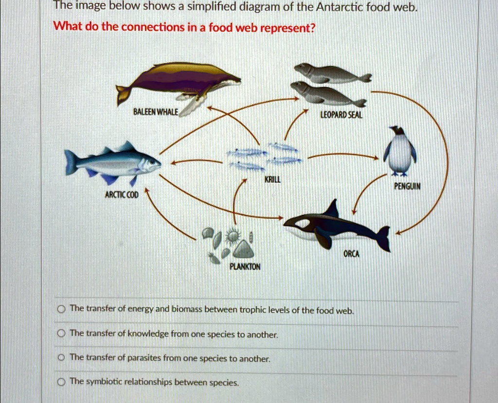 The image below shows a simplified diagram of the Antarctic food web. What do the connections in ...