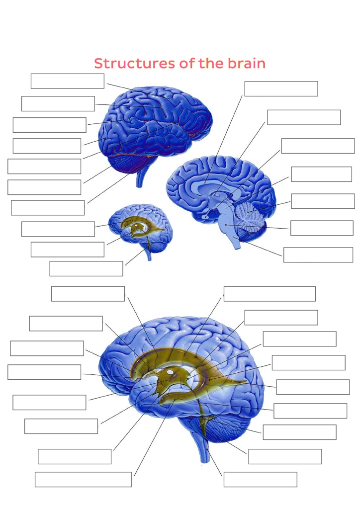 label the hemispheres and lobes in the correct locations on the ...