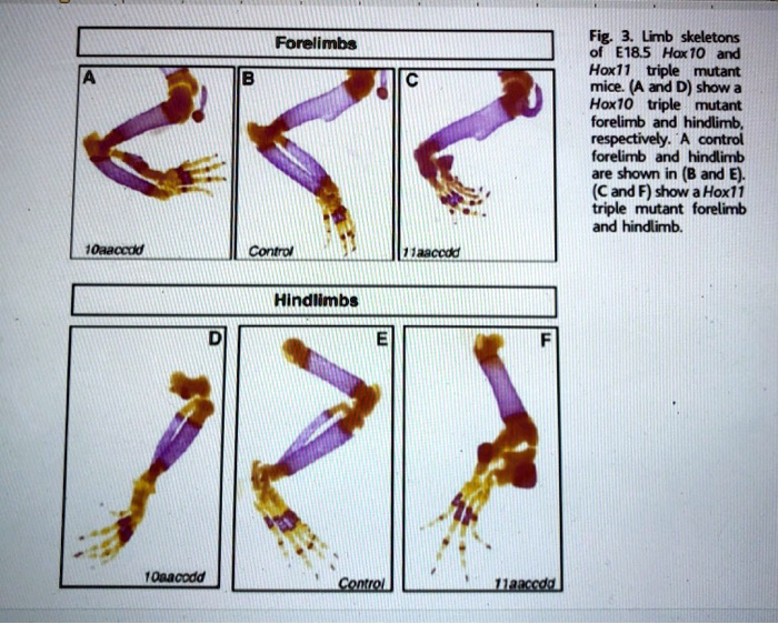 SOLVED: Forelimbs Fig: Limbskeletons E18.5 Hox10 and HoxT1 triple ...
