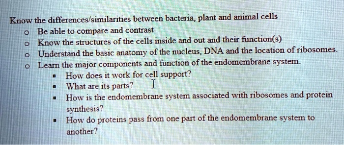 SOLVED: Know the differences similarities between bacteria; plant and animal cells Be able to ...
