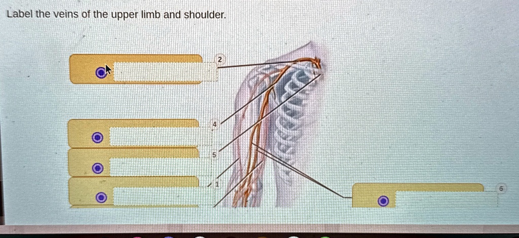 [GET ANSWER] label the veins of the upper limb and shoulder label the veins of the upper limb ...