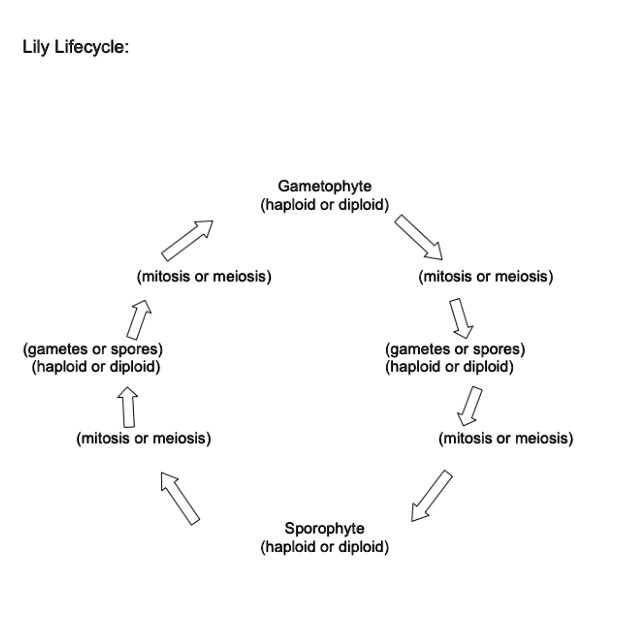 Lily Life Cycle Diagram