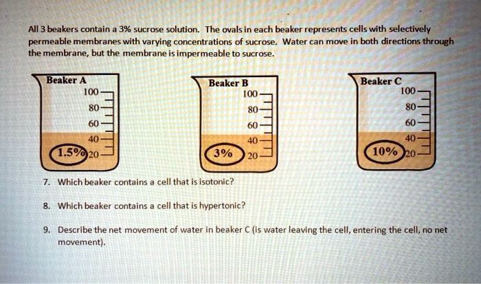 SOLVED: All 3 beakers contain 3% sucrose solution: The ovals in each beaker represents cells ...