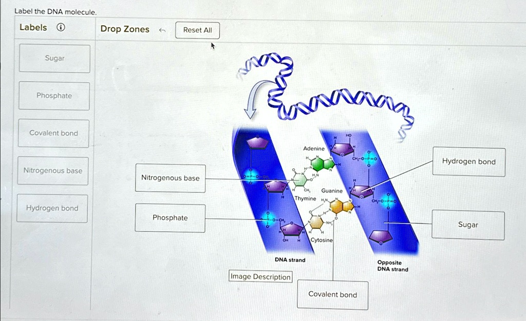 SOLVED: Label the DNA molecule. Labels (i) Drop Zones Nitrogenous base ...