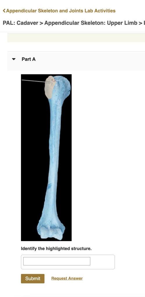 Texts: Appendicular Skeleton and Joints Lab Activities PAL: Cadaver ...