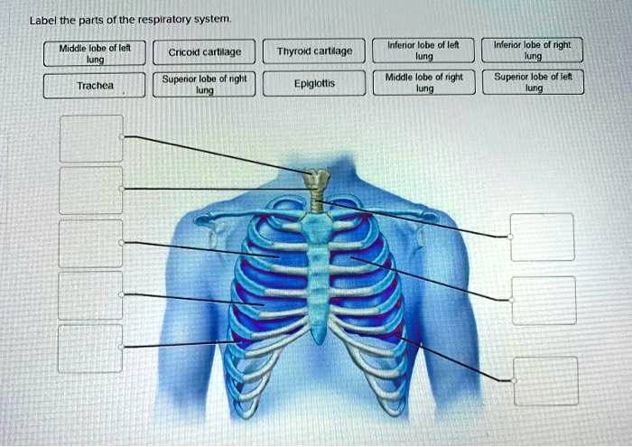 SOLVED: Label the parts of the respiratory system Middle lobe of left ...
