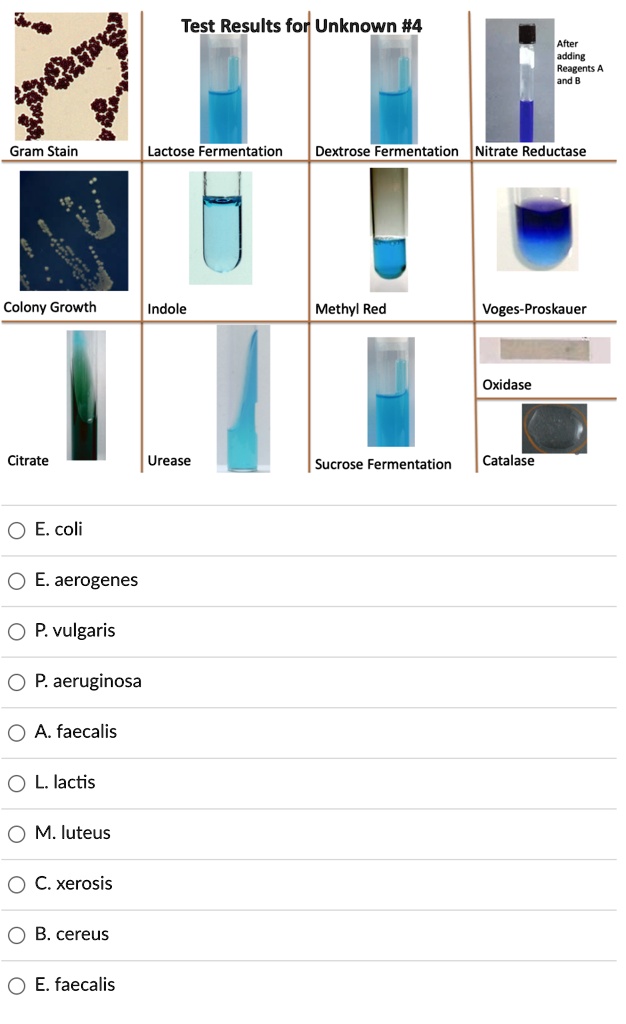 SOLVED: Test Results for Unknown #4 Atter ladding RearensA Gram Stain ...