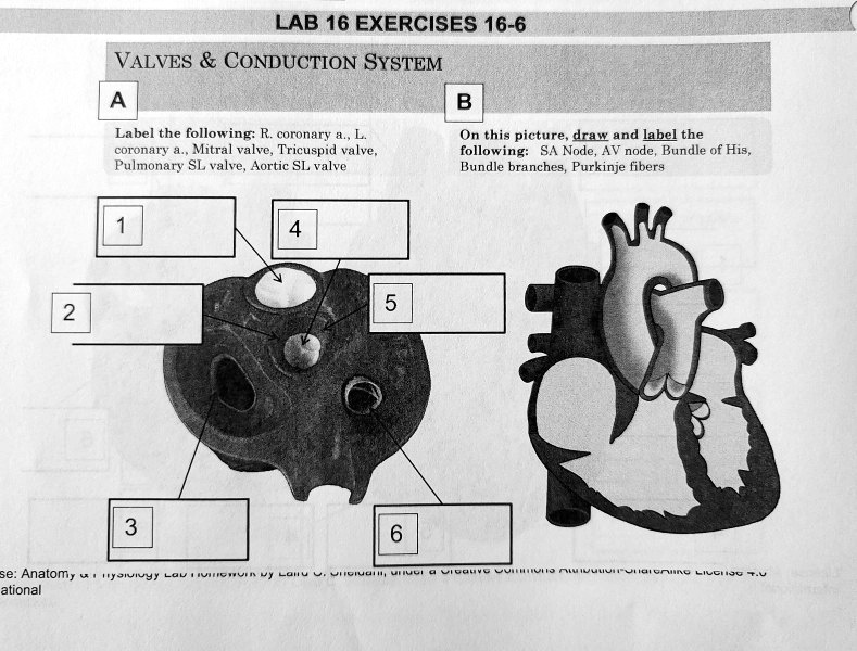 LAB 16 EXERCISES 16-6 VALVES CONDUCTION SYSTEM A Label the following: R ...