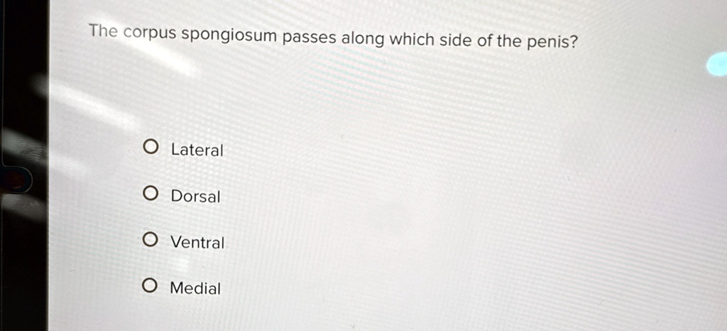 the corpus spongiosum passes along which side of the penis o lateral o ...