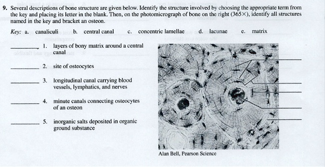 9. Several descriptions of bone structure are given below. Identify the ...