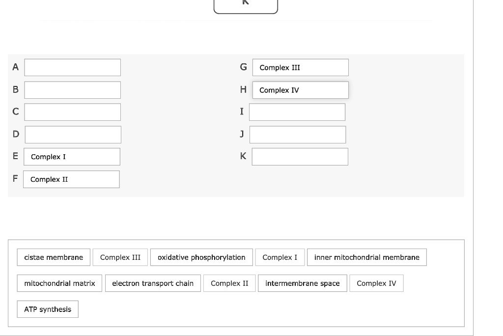 complex iii complex iv complex k complex ii cistae membrane complex iii ...