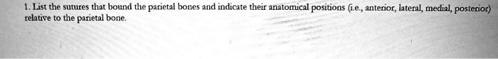 SOLVED: 1. List the sutures that bound the parietal bones and indicate ...