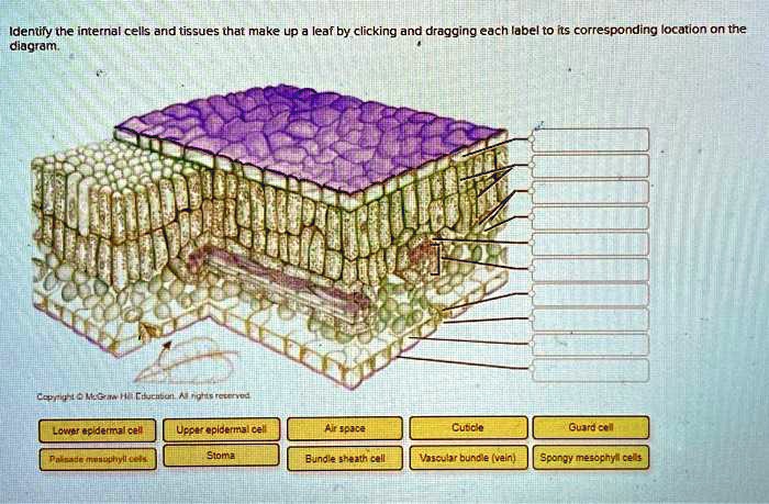 identify the internal cells and tissues that make up leaf by clicking ...