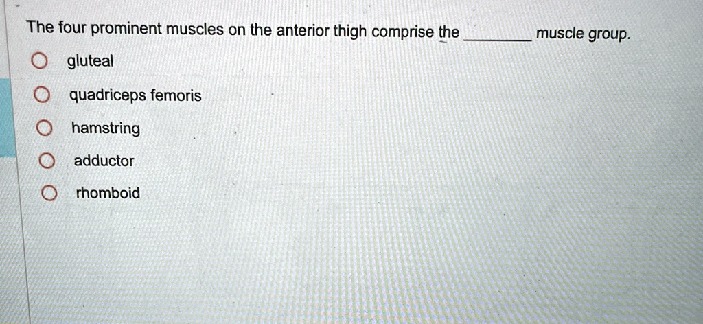 the four prominent muscles on the anterior thigh comprise the muscle ...