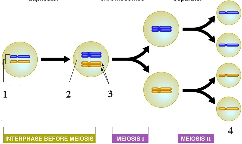 SOLVED: Y 3 2 INTERPHASE BEFORE MEIOSIS MEIOSIS II MEIOSIS