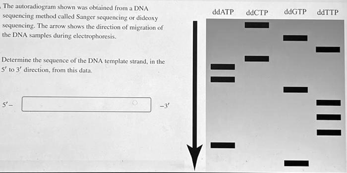 SOLVED: The autoradiogram shown was obtained from a DNA sequencing ...