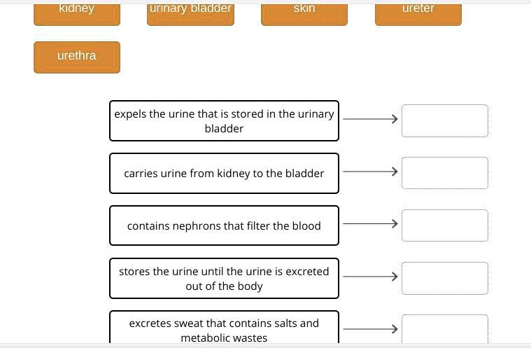 SOLVED: 'Match the organs of the excretory system to their functions ...
