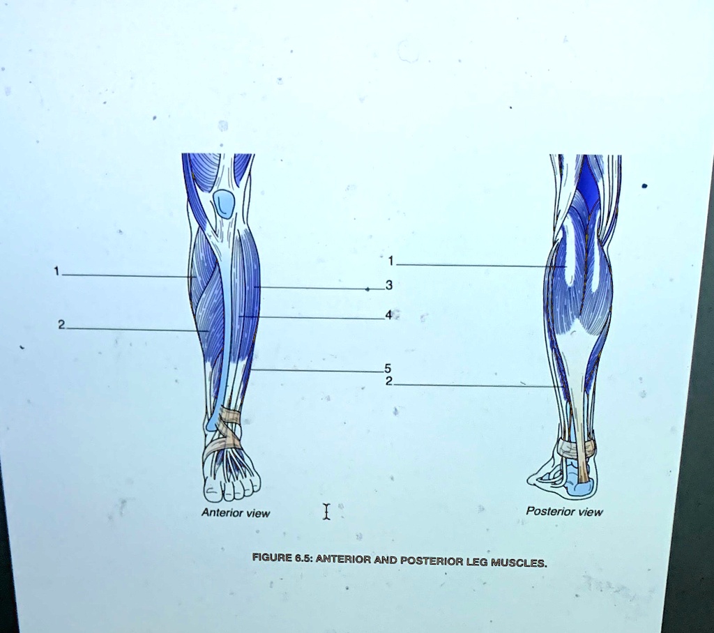SOLVED: Anterior view Posterior view Figure 6.5: Anterior and Posterior ...