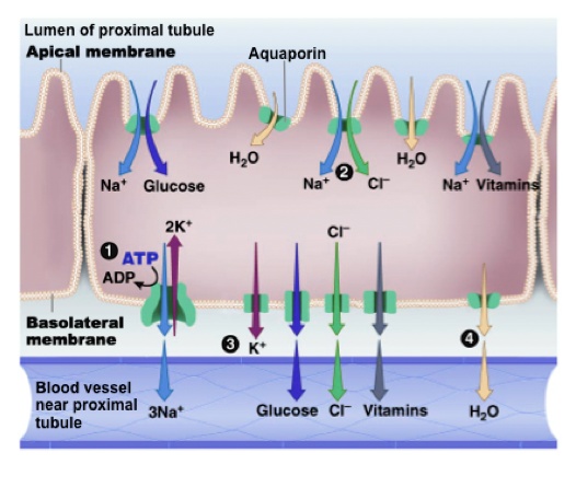 SOLVED: Lumen of proximal tubule Apical membrane Aquaporin H2O Na+ ...