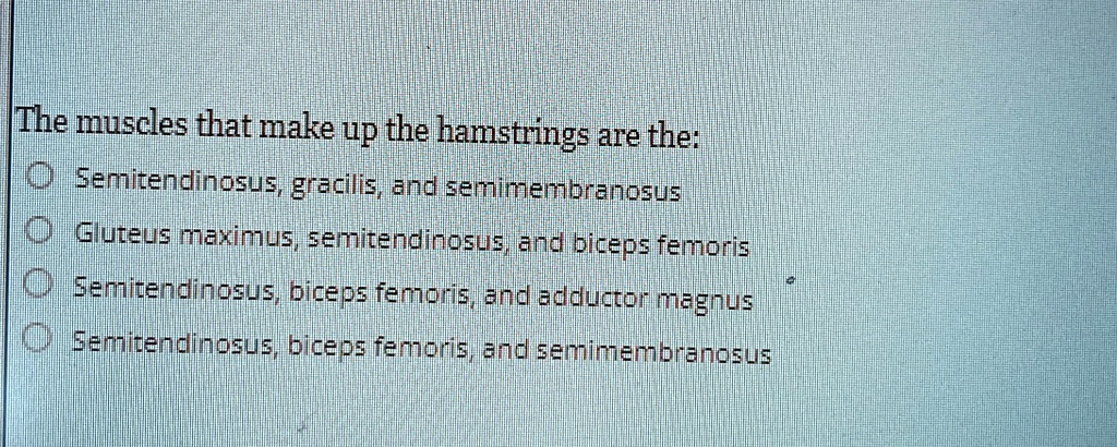 The muscles that make up the hamstrings are the: Semitendinosus ...